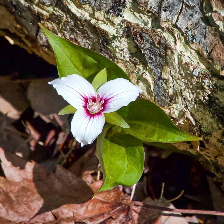 May 23, 2021: Savoring the Sweetness of Spring » Dreamscape Jewelry Design